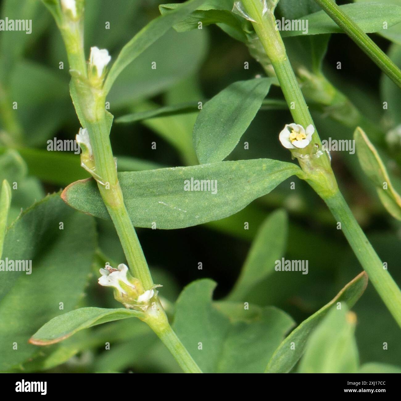 knotweed family (Polygonaceae) Plantae Stock Photo - Alamy
