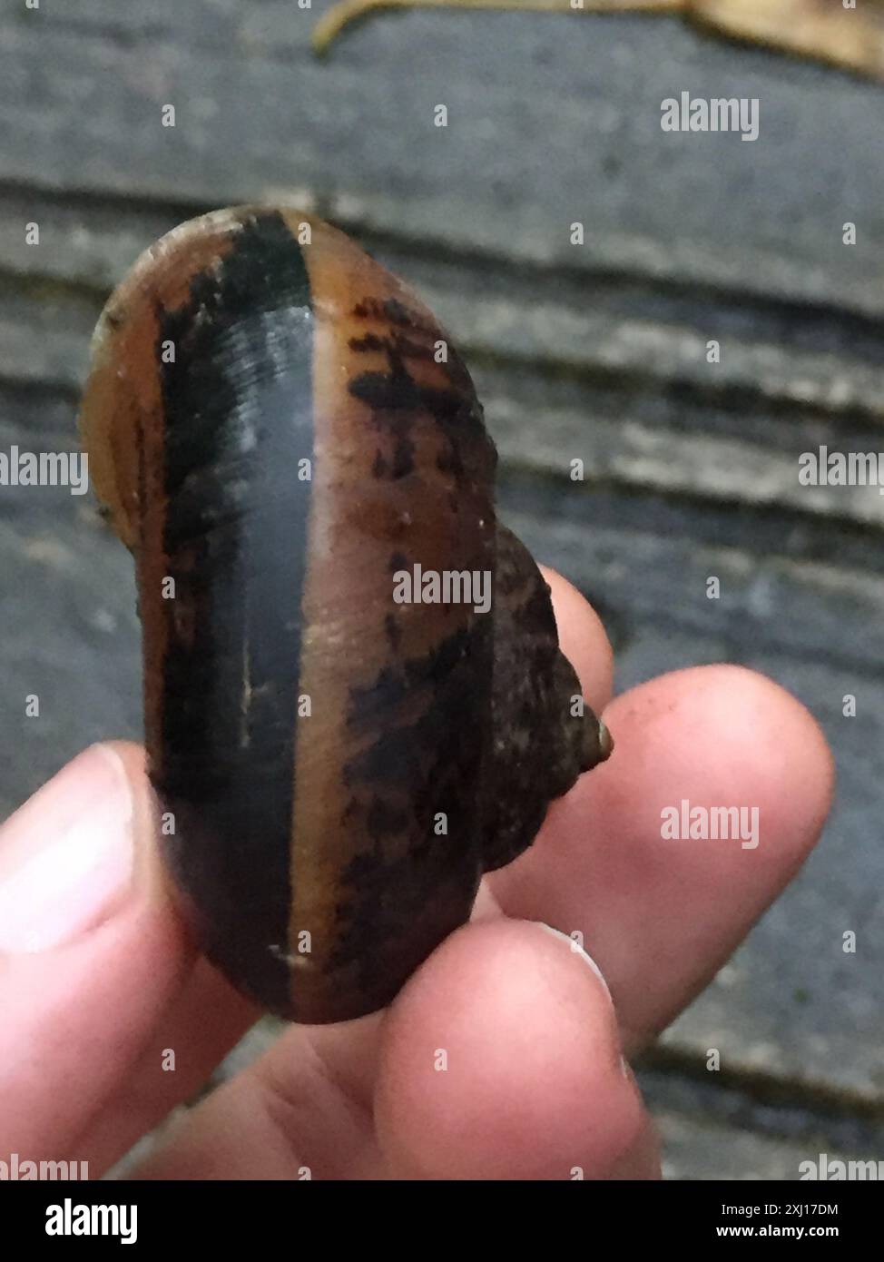 (Cyclophorus ateribalteiformis) Mollusca Stock Photo - Alamy