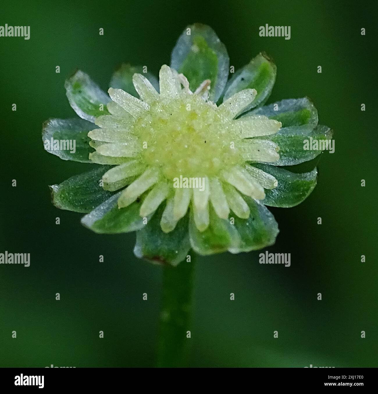 Common Cotula (Cotula australis) Plantae Stock Photo - Alamy
