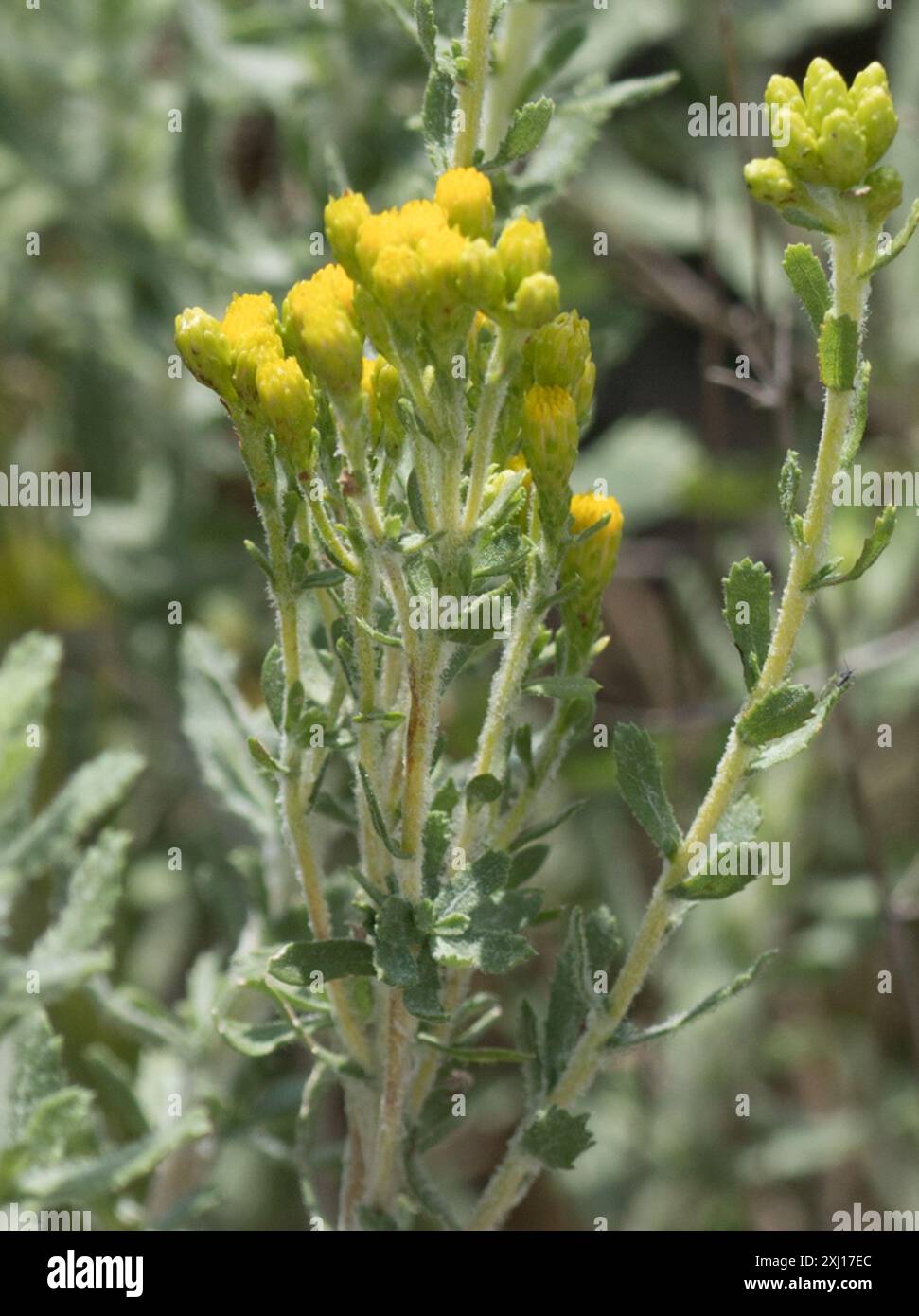 Coastal Goldenbush (Isocoma menziesii) Plantae Stock Photo - Alamy