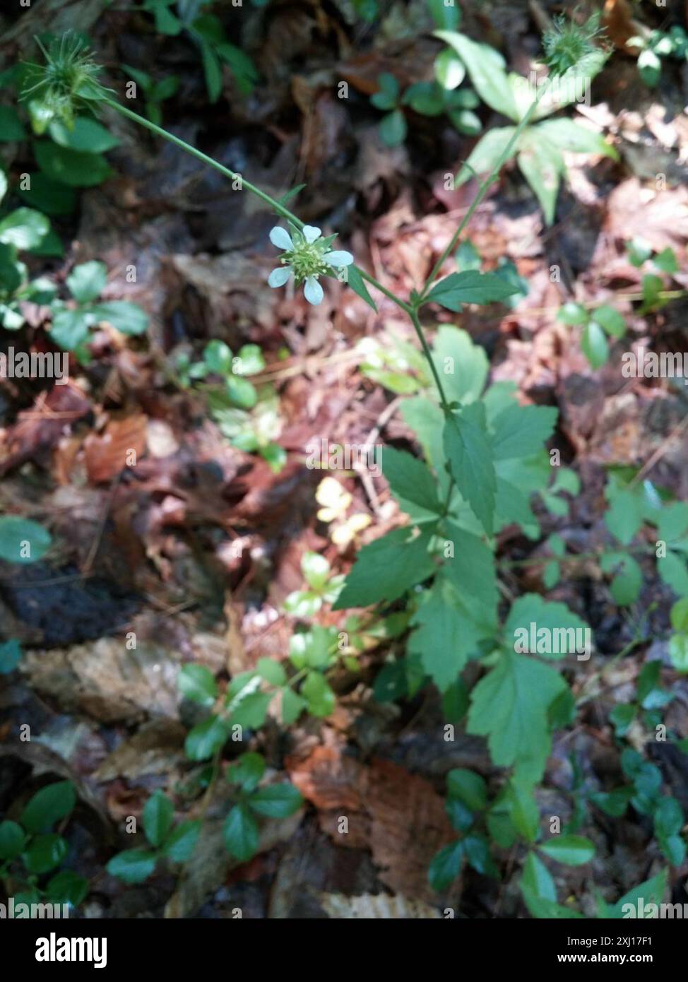 white avens (Geum canadense) Plantae Stock Photo - Alamy