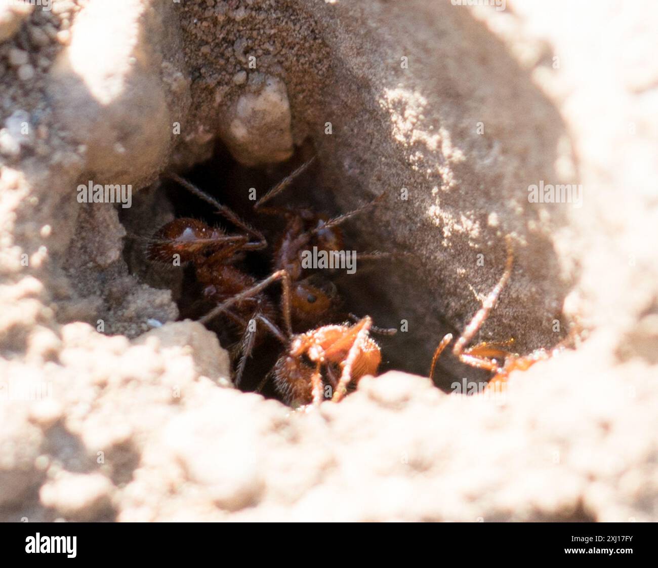 Typical American Harvester Ants (Pogonomyrmex) Insecta Stock Photo - Alamy