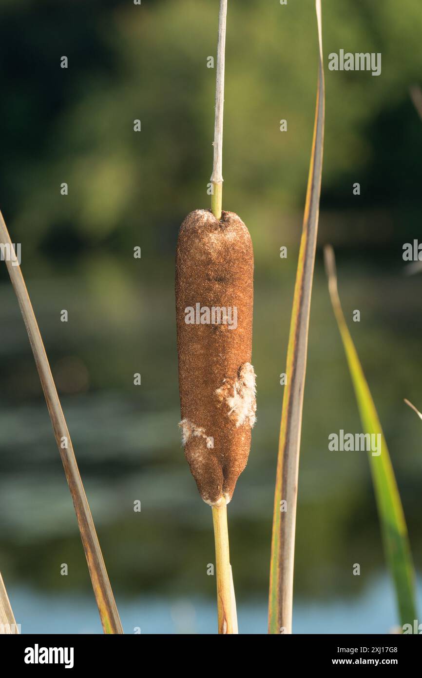 narrow-leaved cattail (Typha angustifolia) Plantae Stock Photo - Alamy