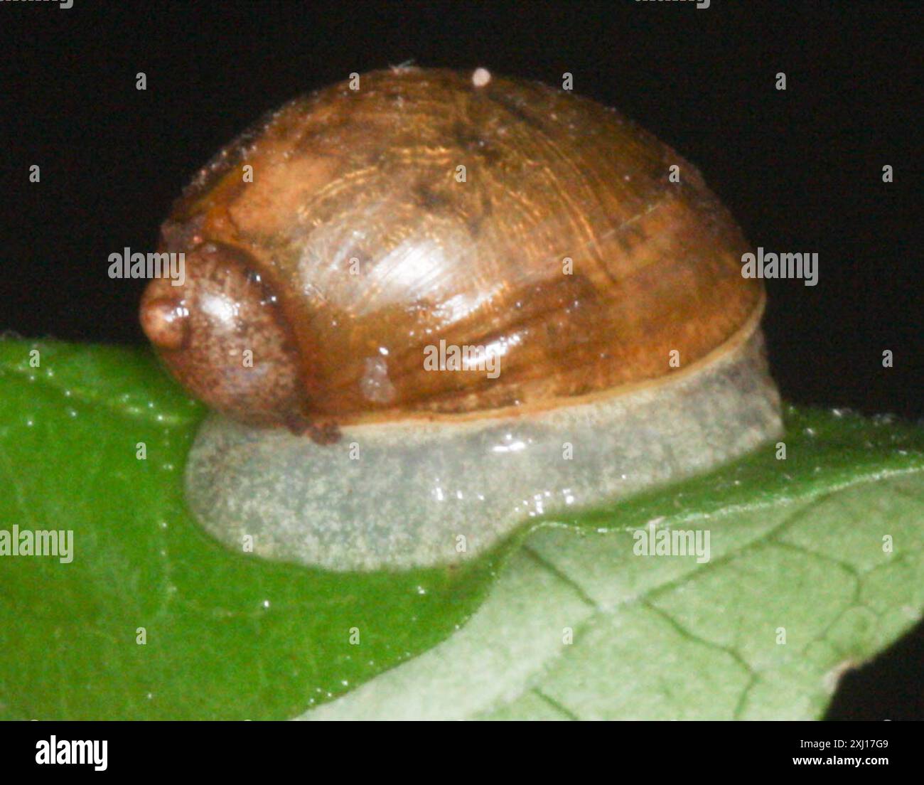 Amber Snails (Succineidae) Mollusca Stock Photo - Alamy