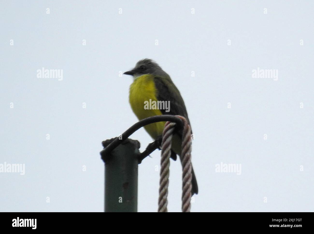 Myiozetetes granadensis hi-res stock photography and images - Alamy