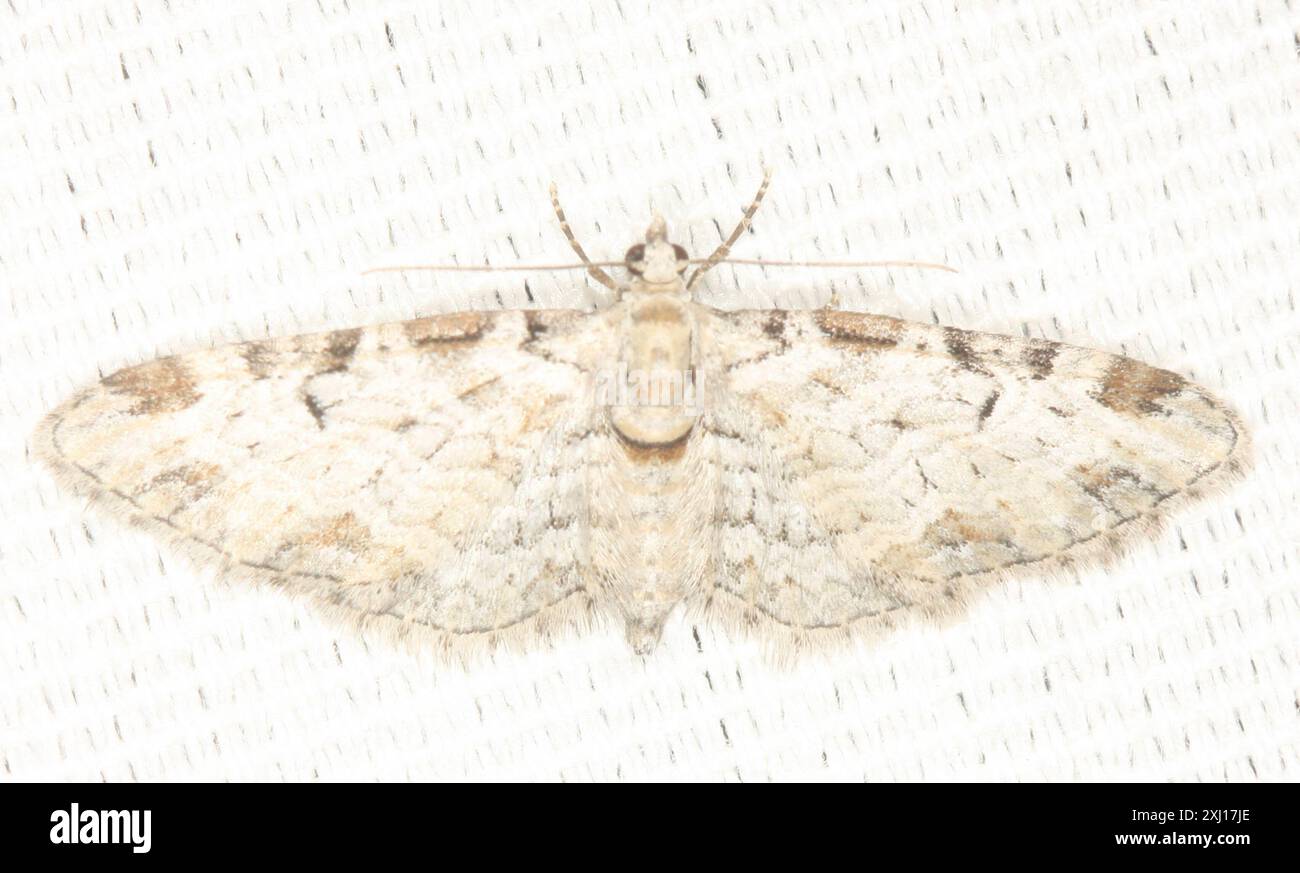 Geometer Moths (Geometridae) Insecta Stock Photo - Alamy