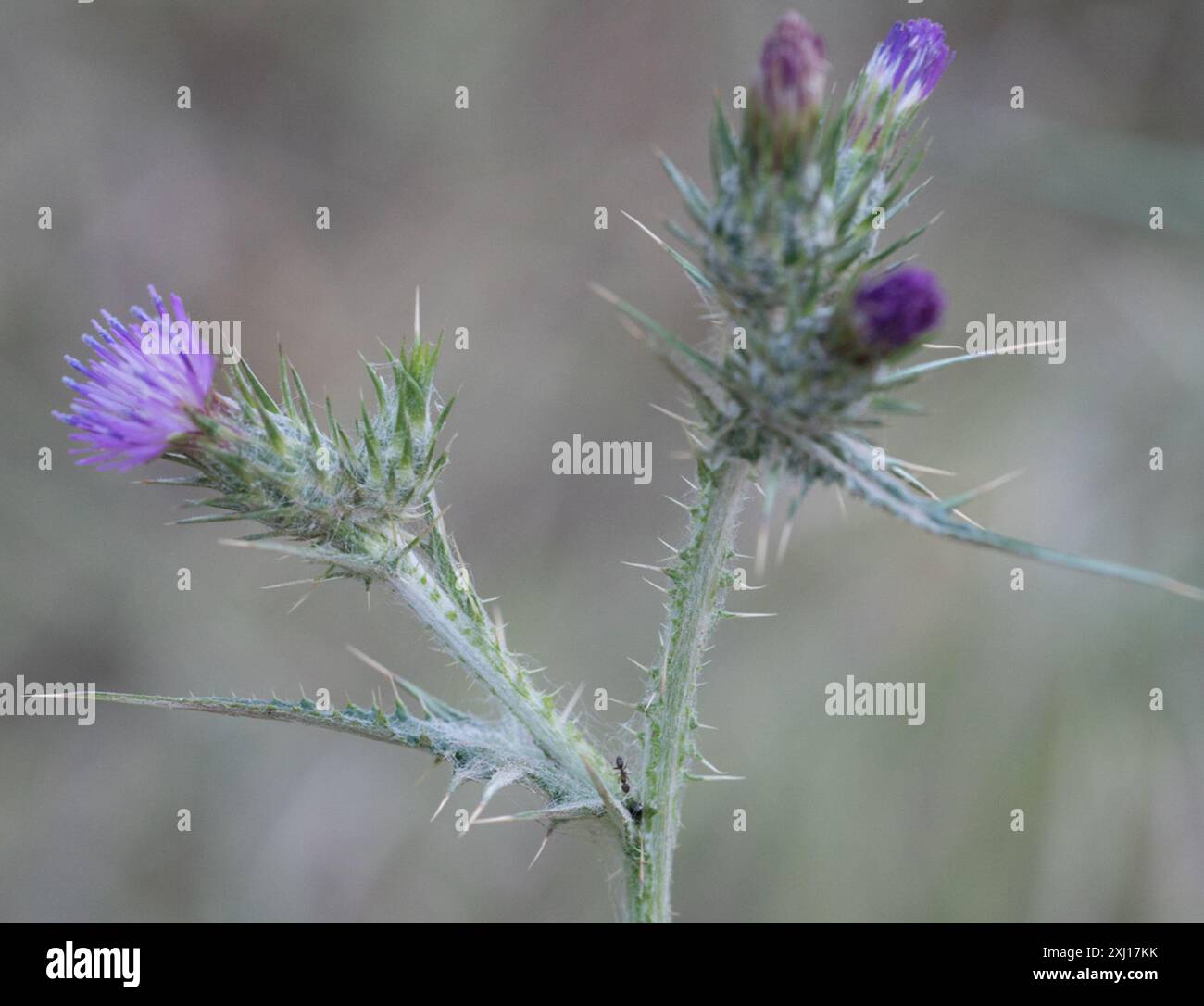 Italian thistle (Carduus pycnocephalus) Plantae Stock Photo - Alamy