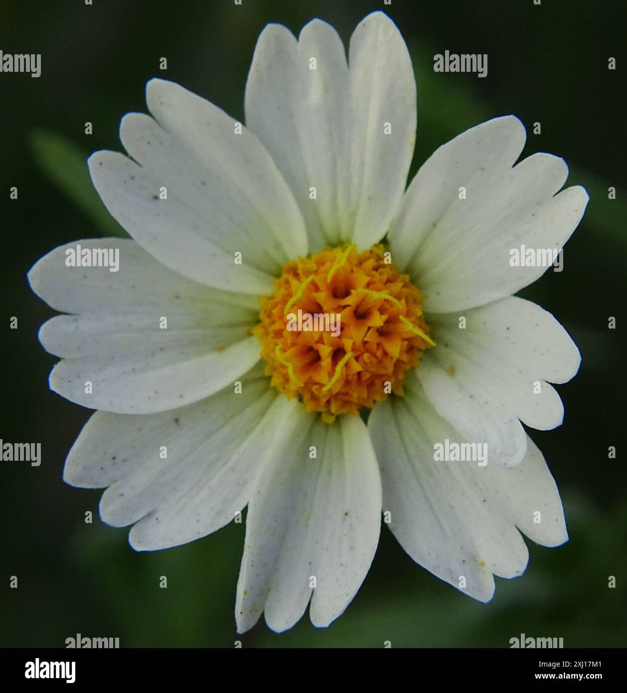 (Layia pentachaeta albida) Plantae Stock Photo - Alamy