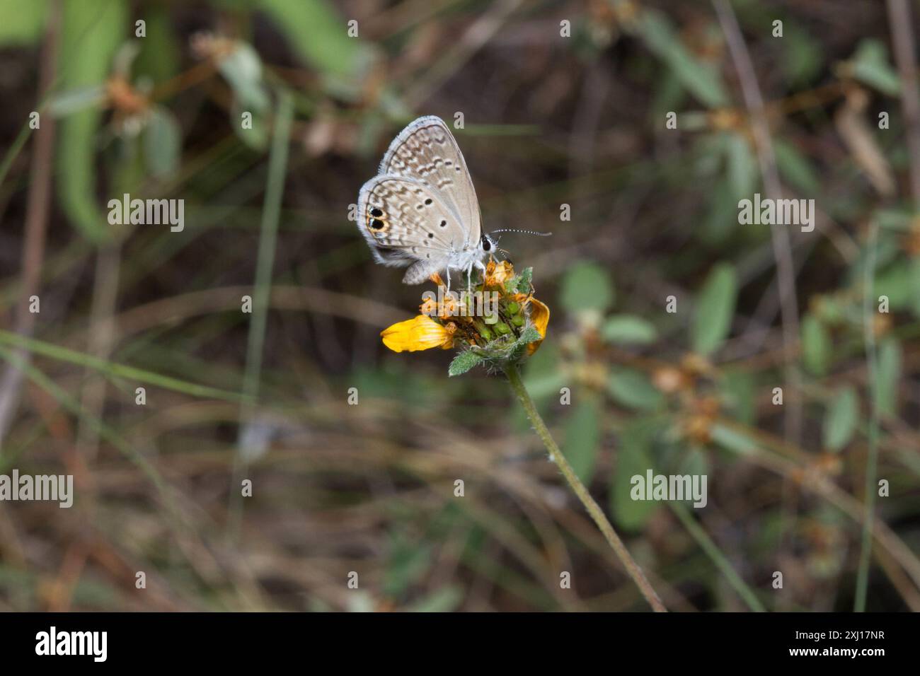 Ceraunus Blue (Hemiargus ceraunus) Insecta Stock Photo - Alamy