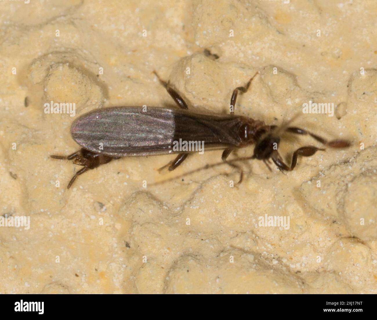Black Webspinner (Oligotoma nigra) Insecta Stock Photo - Alamy