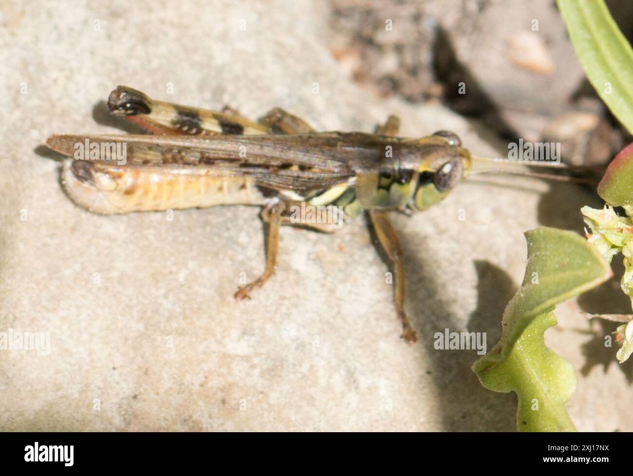 Migratory Grasshopper (Melanoplus sanguinipes) Insecta Stock Photo - Alamy