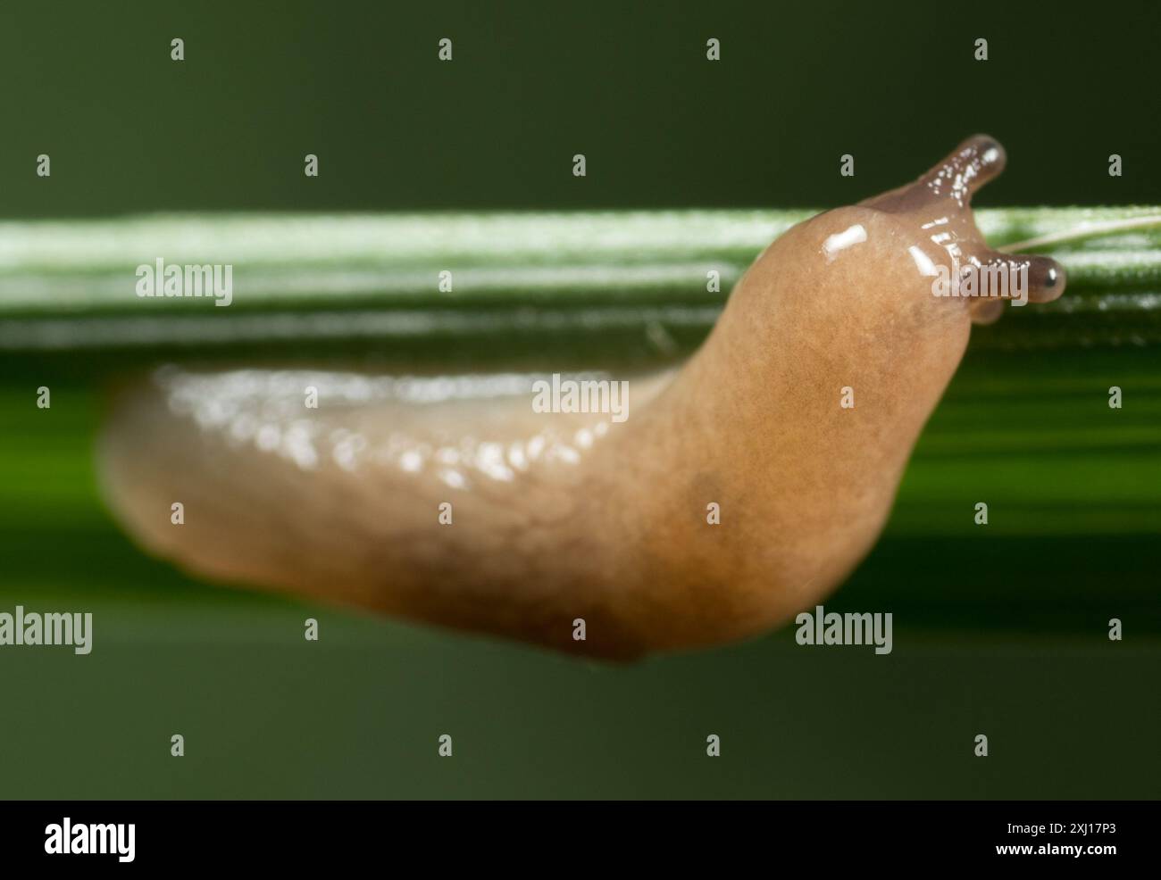 Milky Slug (Deroceras reticulatum) Mollusca Stock Photo - Alamy