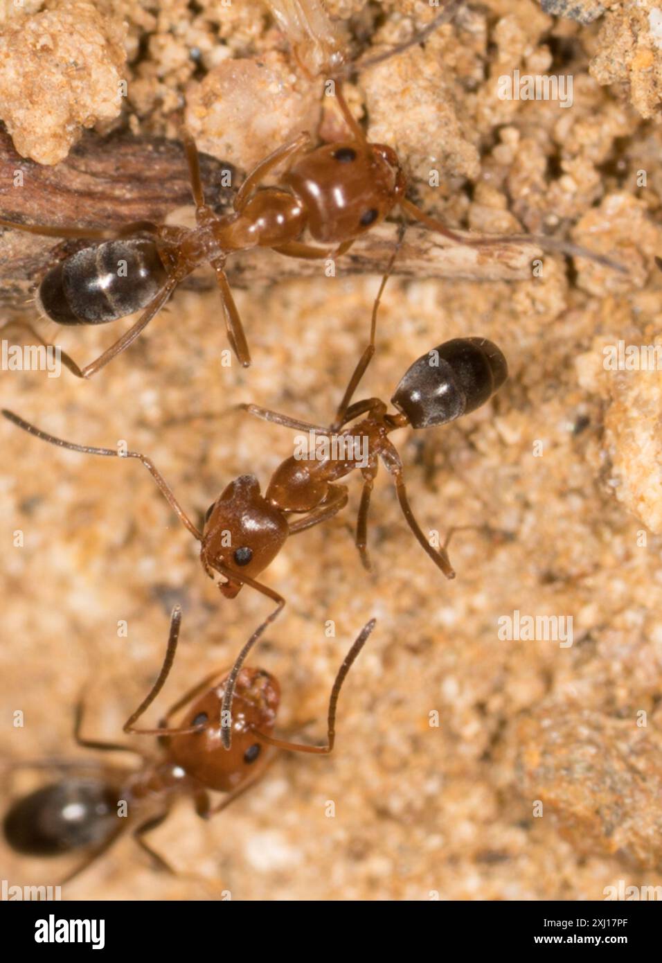 Bicolored Pyramid Ant (Dorymyrmex bicolor) Insecta Stock Photo - Alamy