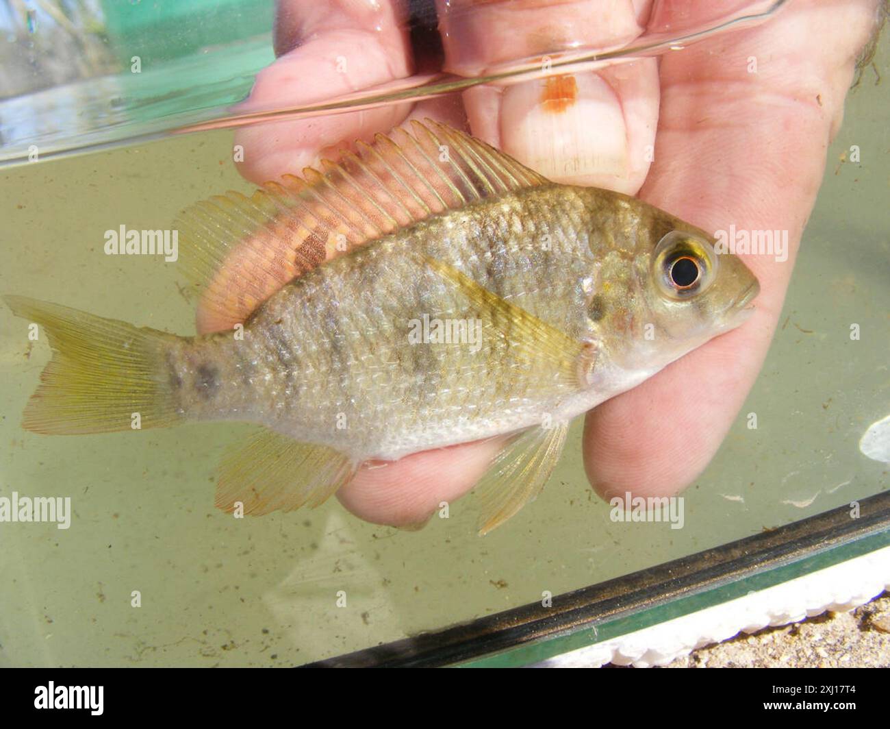 Redbreast Tilapia (Coptodon rendalli) Actinopterygii Stock Photo - Alamy