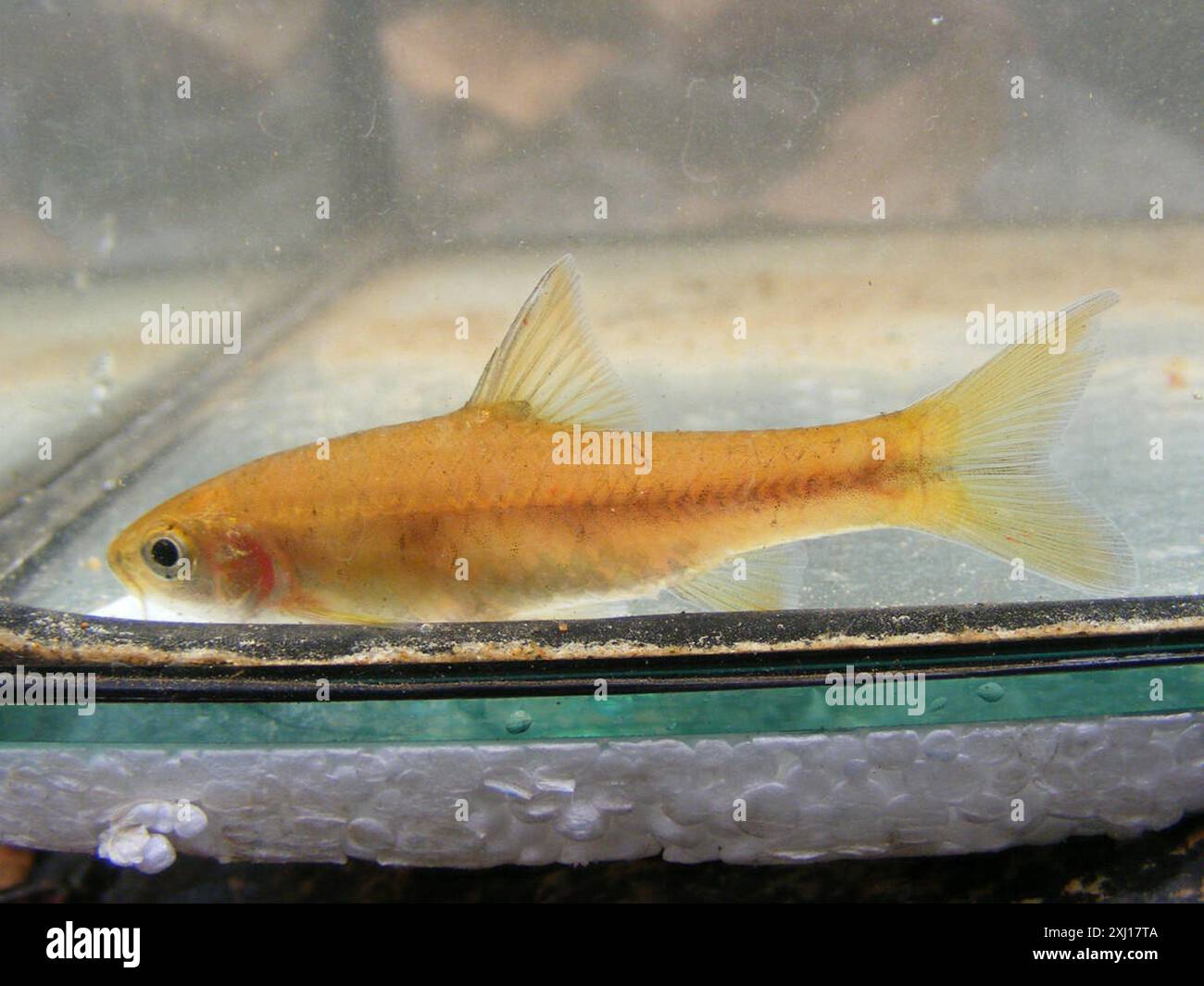 Orange-fin barb (Enteromius eutaenia) Actinopterygii Stock Photo - Alamy
