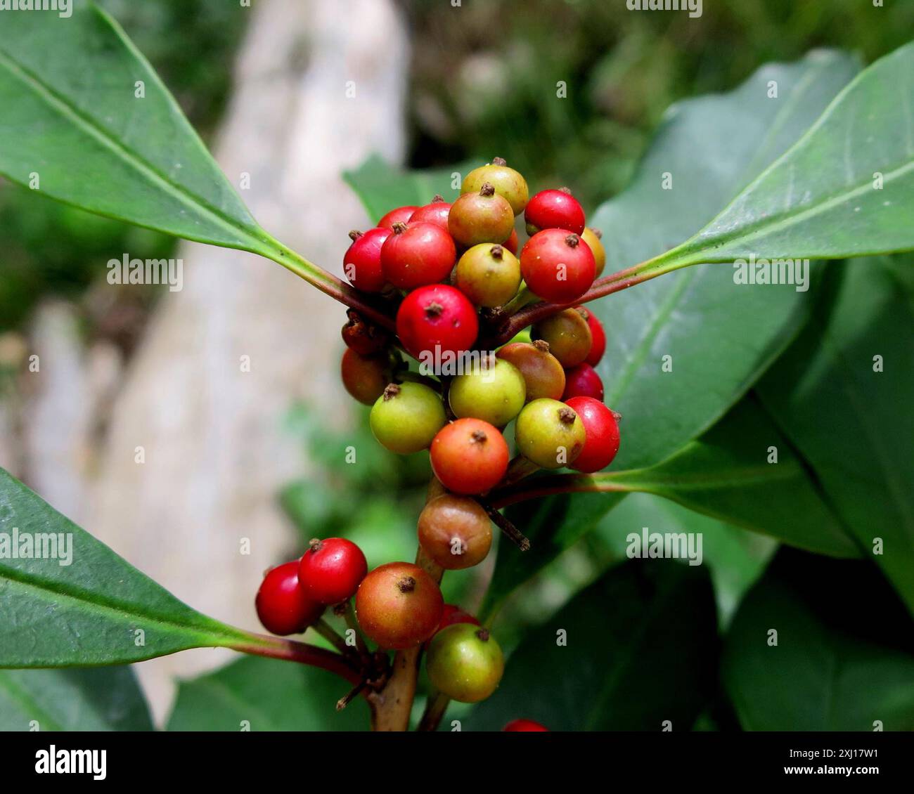 Common Cape Holly (Ilex mitis mitis) Plantae Stock Photo - Alamy