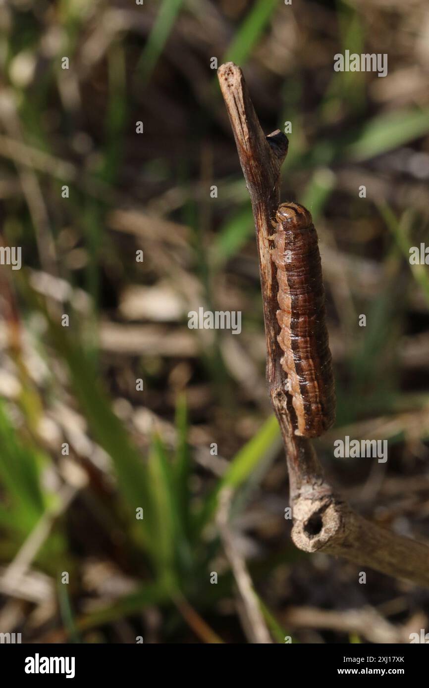 White-speck Moth (Mythimna unipuncta) Insecta Stock Photo - Alamy