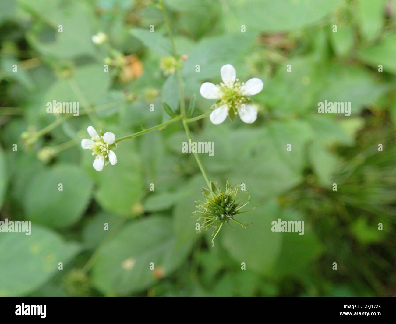 white avens (Geum canadense) Plantae Stock Photo - Alamy