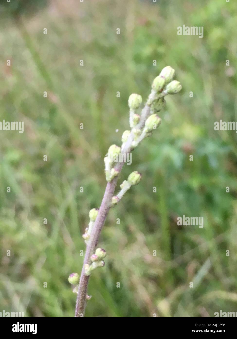 rough hawkweed (Hieracium scabrum) Plantae Stock Photo - Alamy