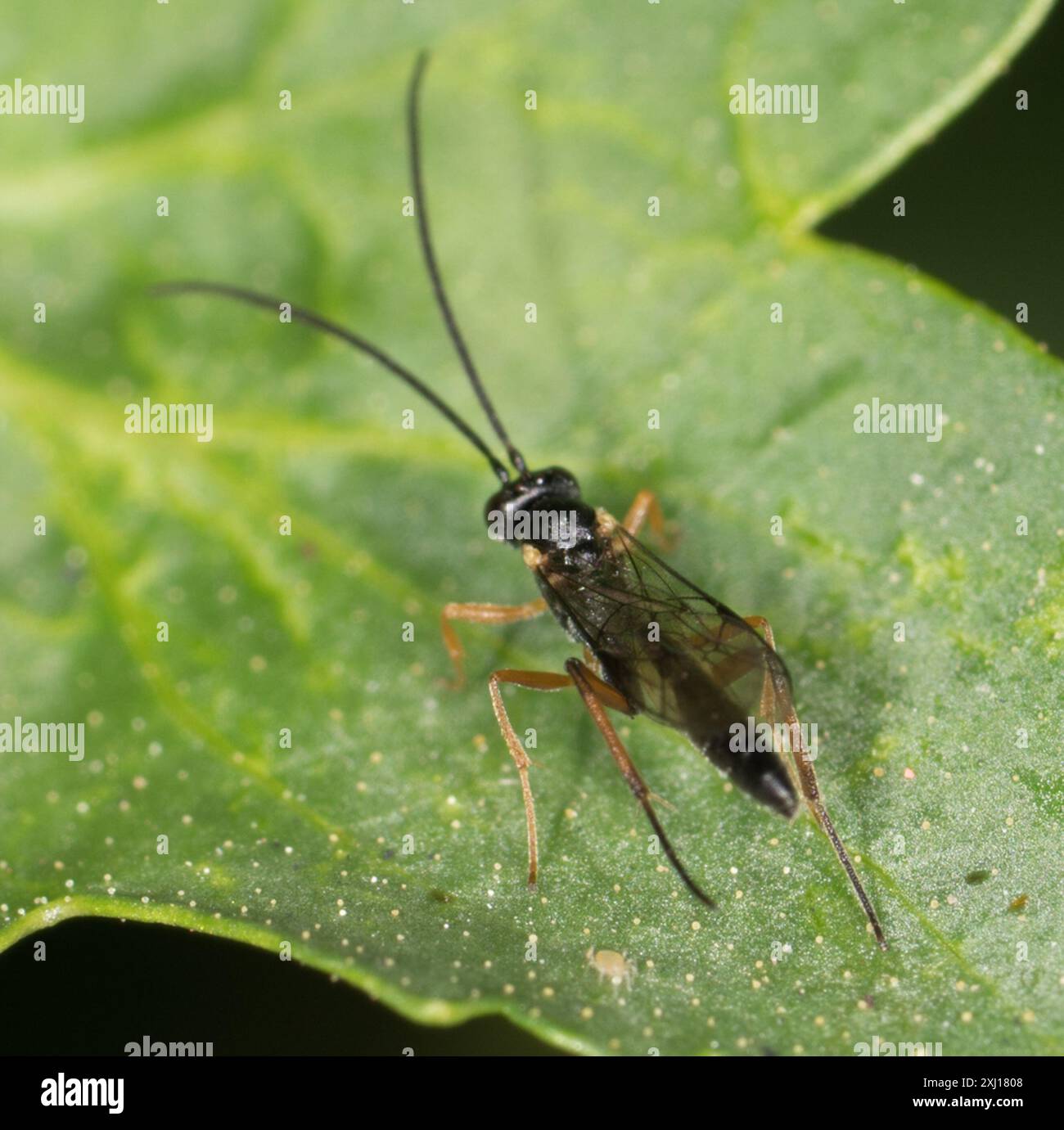 Ichneumonid Wasps (Ichneumonidae) Insecta Stock Photo - Alamy