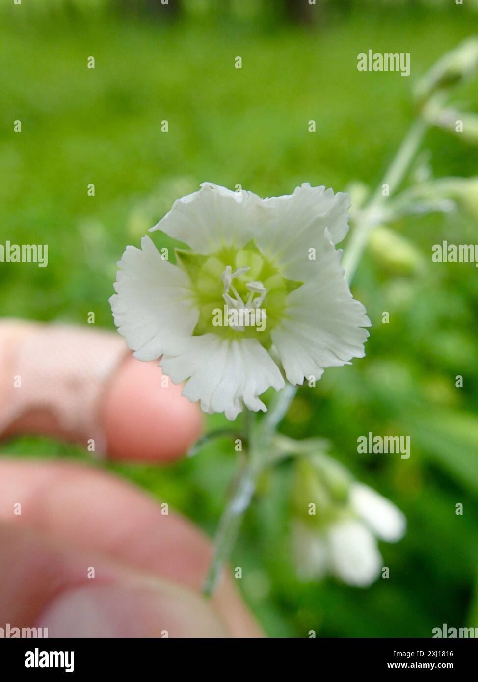 starry campion (Silene stellata) Plantae Stock Photo - Alamy