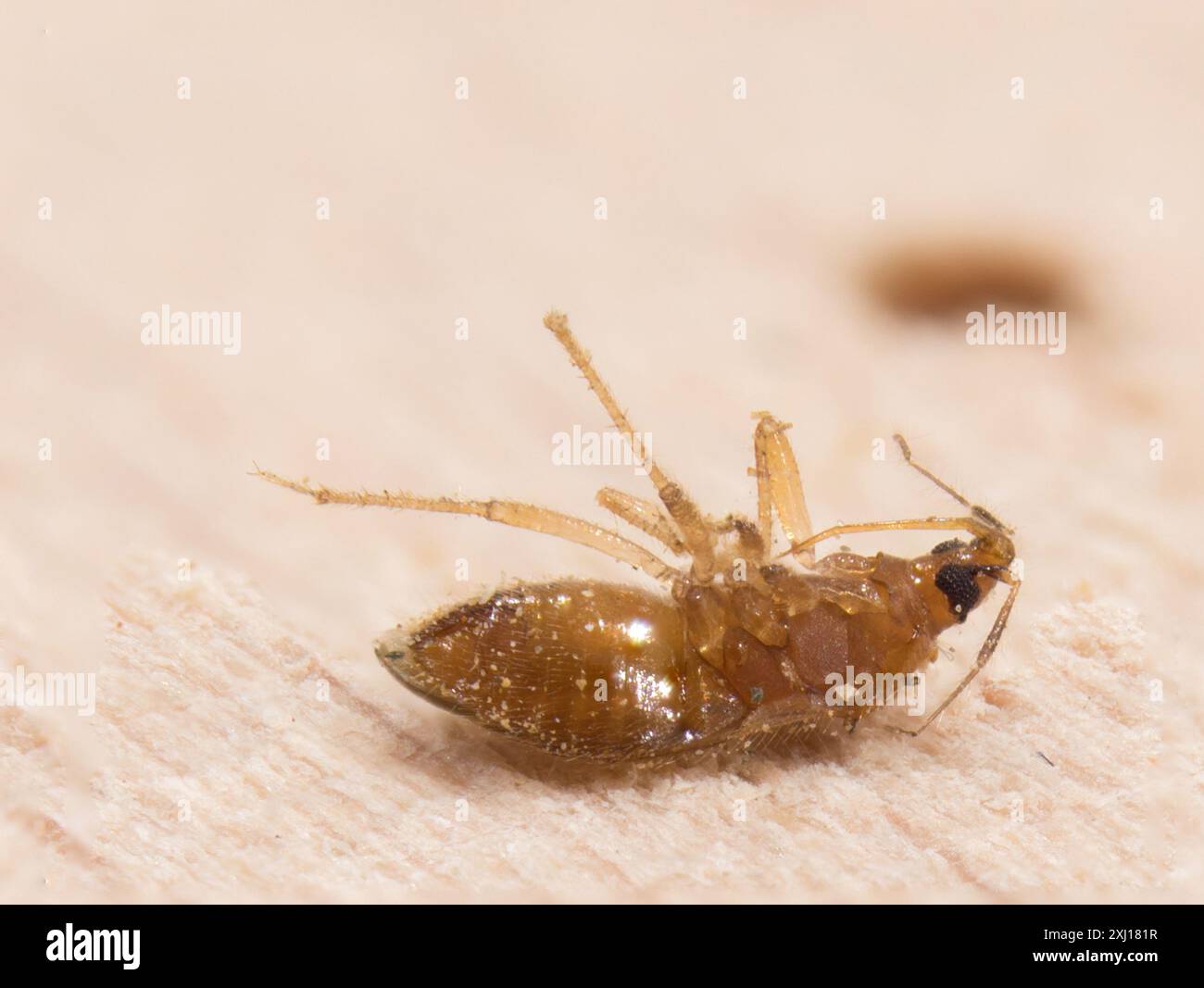 Minute pirate bugs (Anthocoridae) Insecta Stock Photo - Alamy