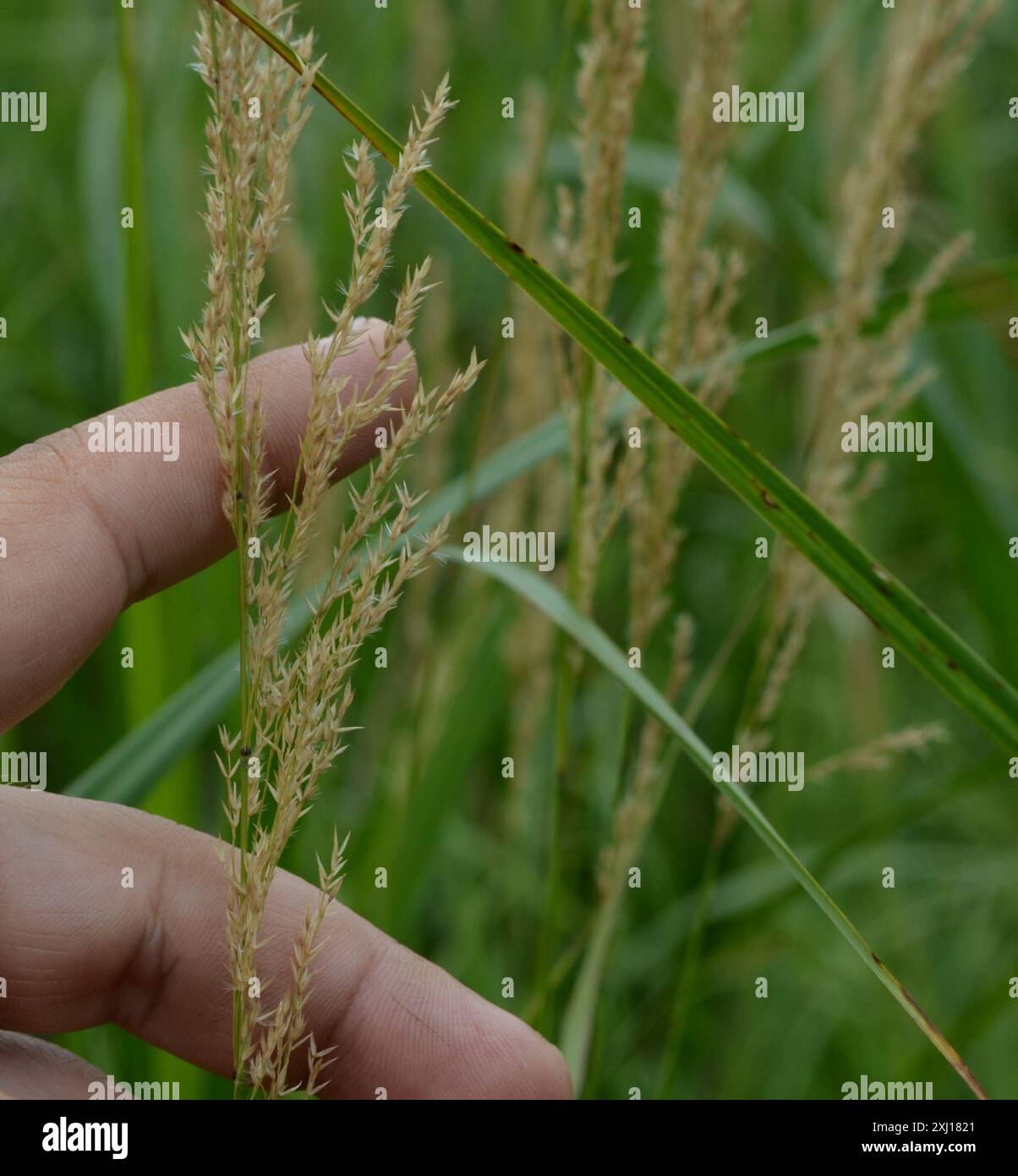 canadian bluejoint (Calamagrostis canadensis) Plantae Stock Photo - Alamy