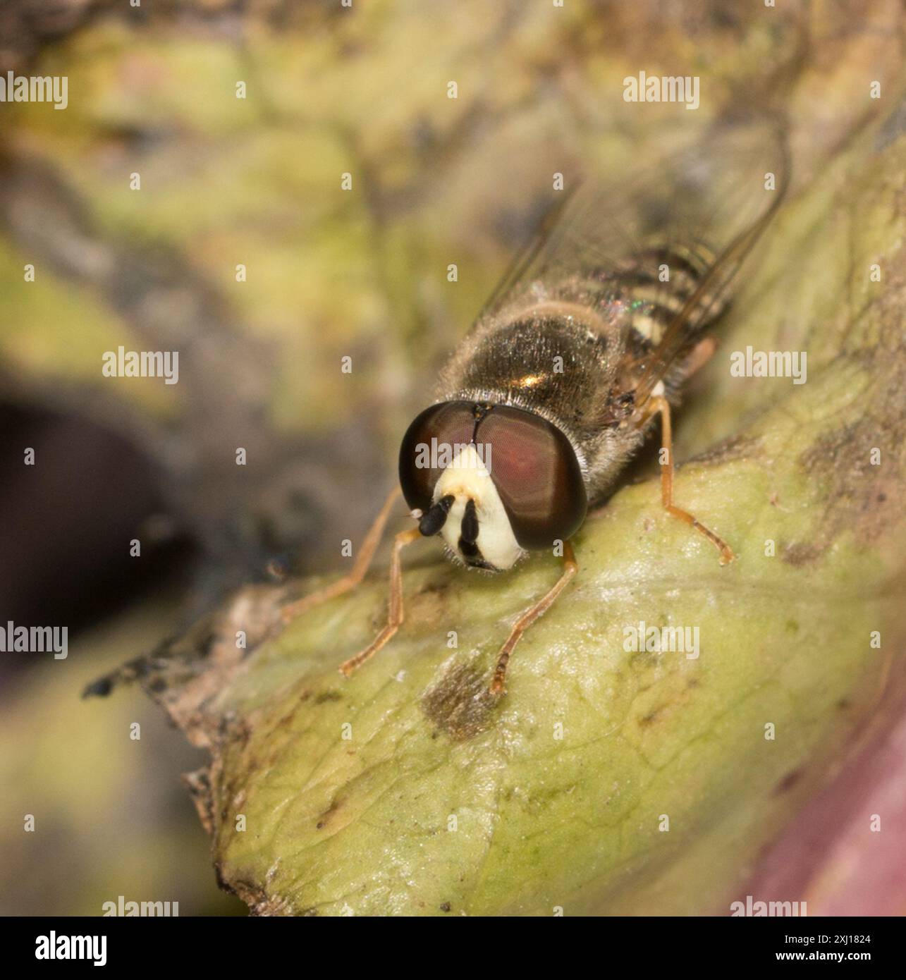 Large-tailed Aphideater (Eupeodes volucris) Insecta Stock Photo - Alamy