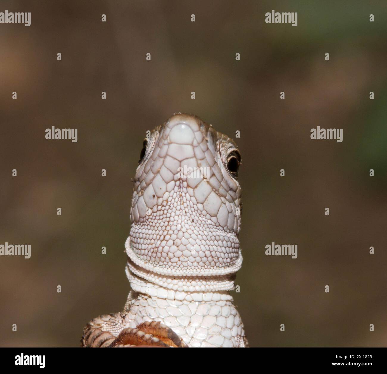 Common Spotted Whiptail (Aspidoscelis gularis) Reptilia Stock Photo - Alamy