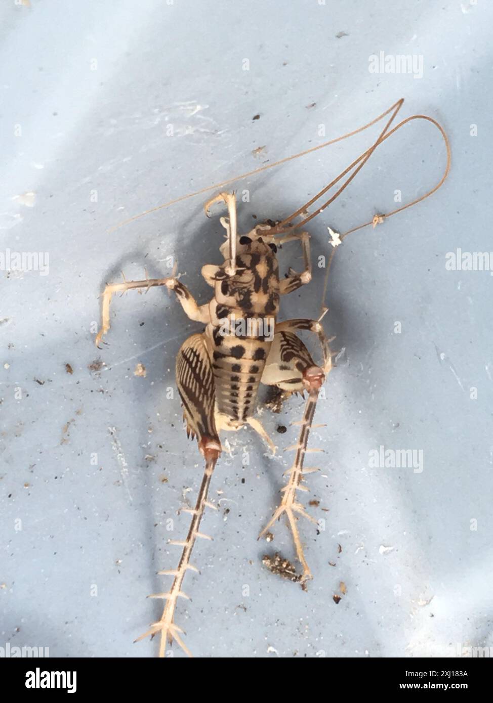 Spotted Camel Cricket (Ceuthophilus maculatus) Insecta Stock Photo - Alamy