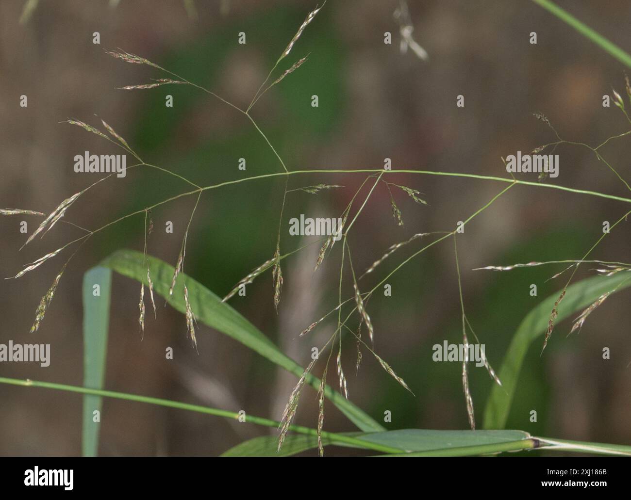 Smilo Grass (Oloptum miliaceum) Plantae Stock Photo - Alamy