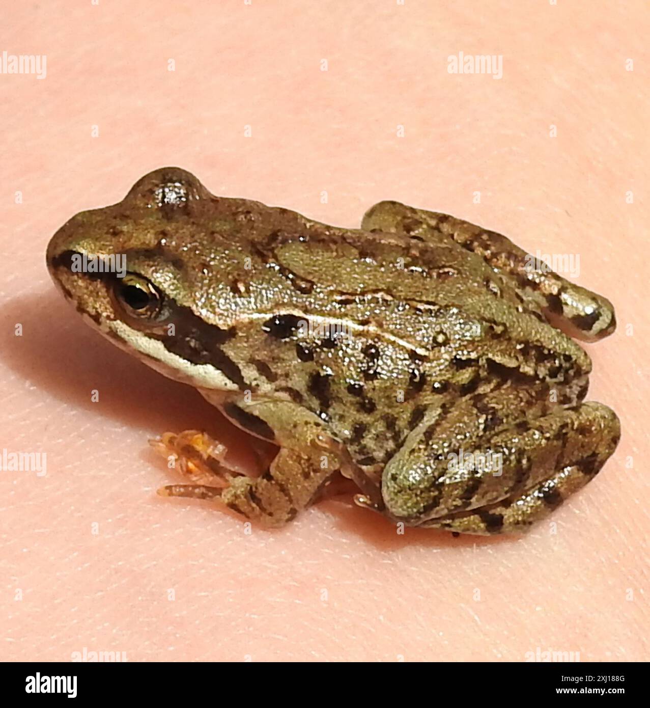 European Common Frog (Rana temporaria) Amphibia Stock Photo - Alamy