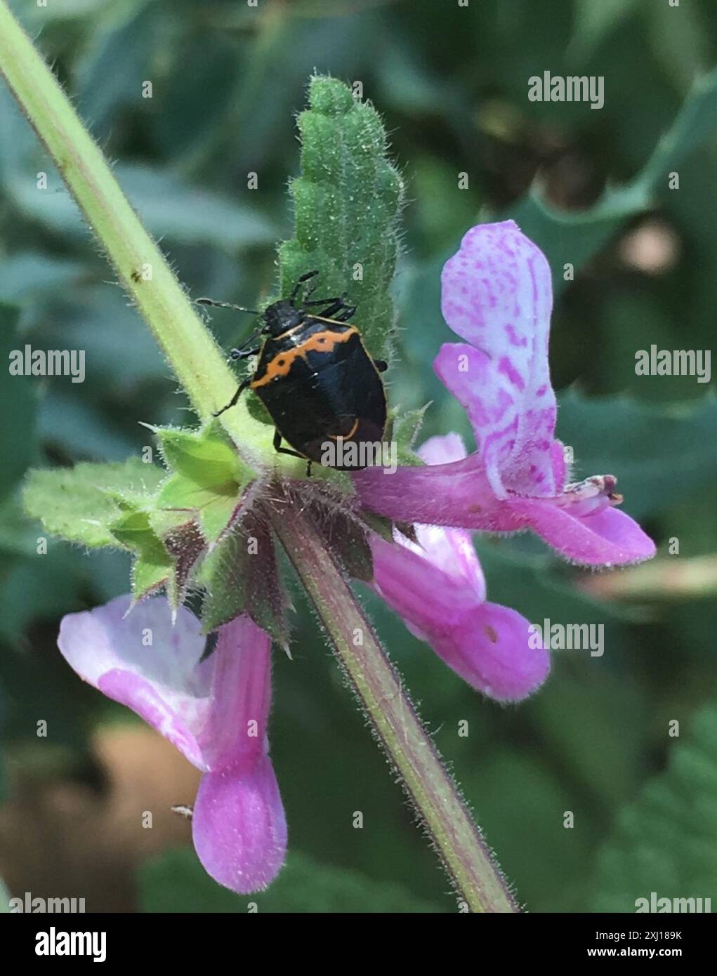 Conspicillaris hi-res stock photography and images - Alamy