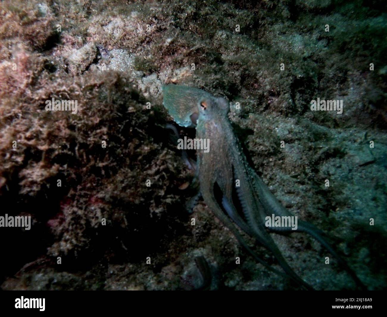 Common Octopus (Octopus vulgaris) Mollusca Stock Photo - Alamy