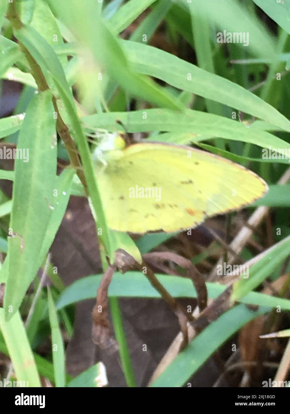 Little Yellow (Pyrisitia lisa) Insecta Stock Photo - Alamy