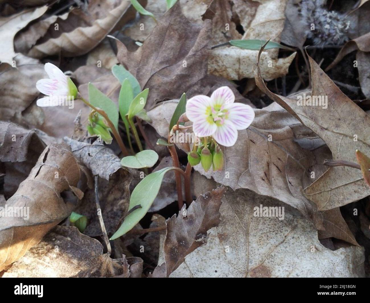 Carolina Springbeauty (Claytonia caroliniana) Plantae Stock Photo - Alamy