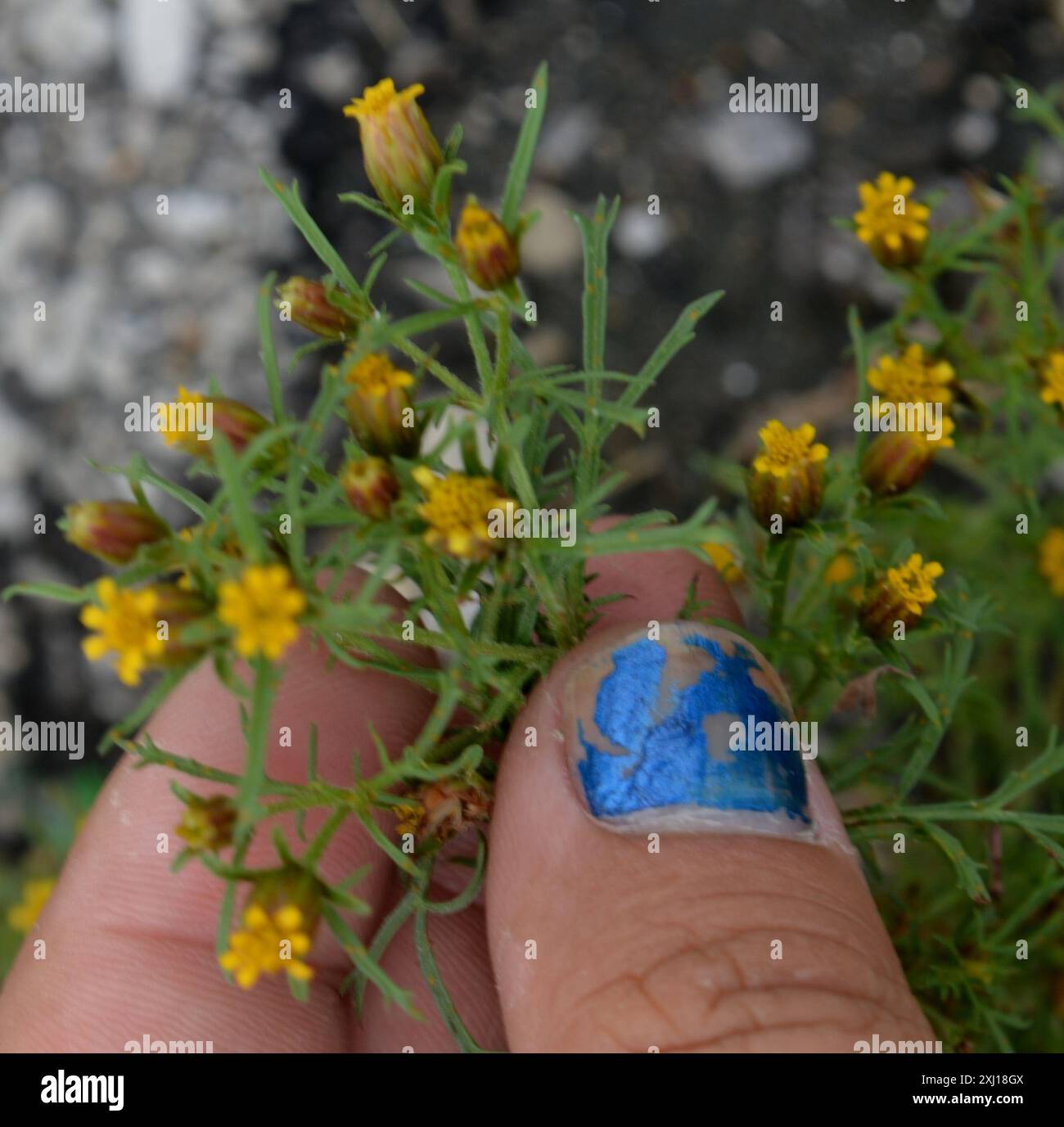 Fetid marigold (Dyssodia papposa) Plantae Stock Photo - Alamy