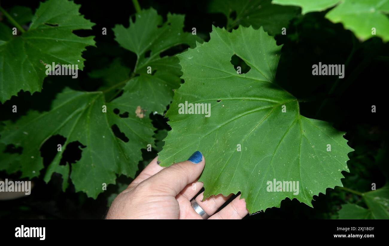 Great Indian Plantain (Arnoglossum reniforme) Plantae Stock Photo - Alamy