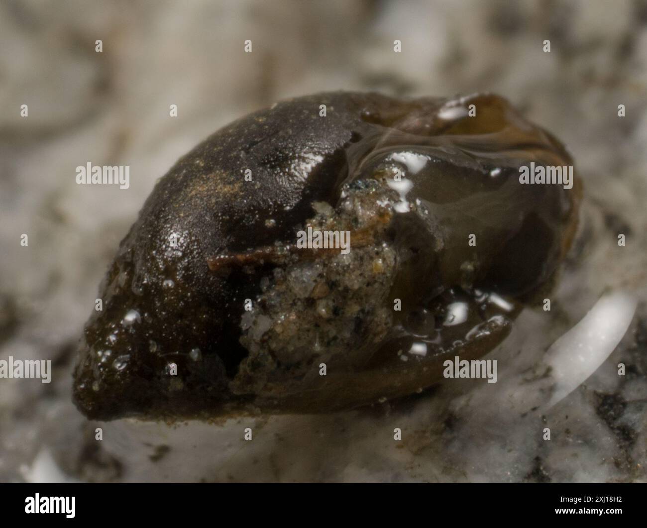 Bladder Snails (Physidae) Mollusca Stock Photo - Alamy
