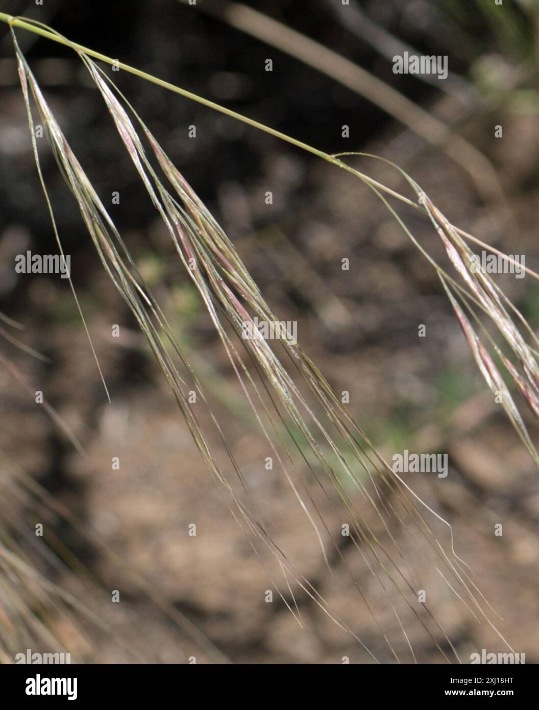 purple needlegrass (Nassella pulchra) Plantae Stock Photo - Alamy
