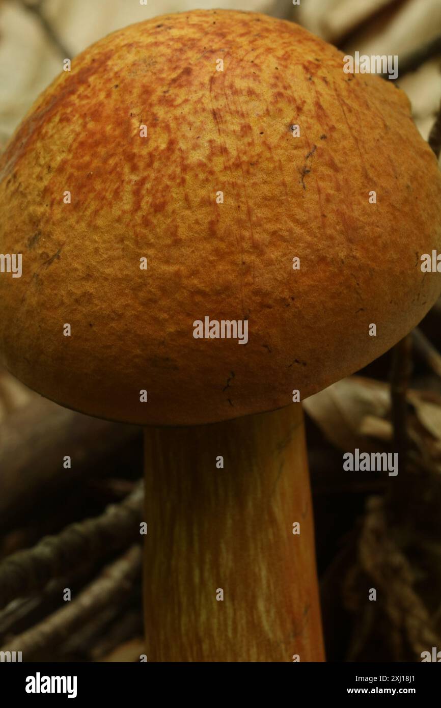 Red-mouth Bolete (Boletus subvelutipes) Fungi Stock Photo - Alamy