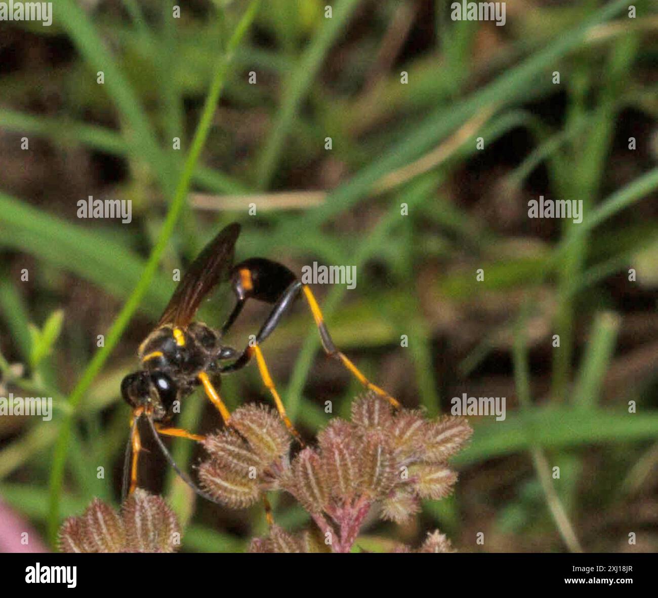 Yellow-legged Mud-dauber Wasp (Sceliphron caementarium) Insecta Stock ...