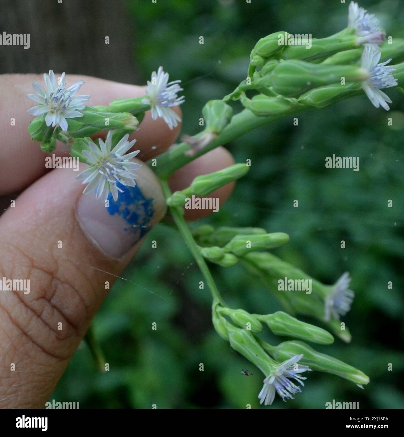 tall blue lettuce (Lactuca biennis) Plantae Stock Photo - Alamy
