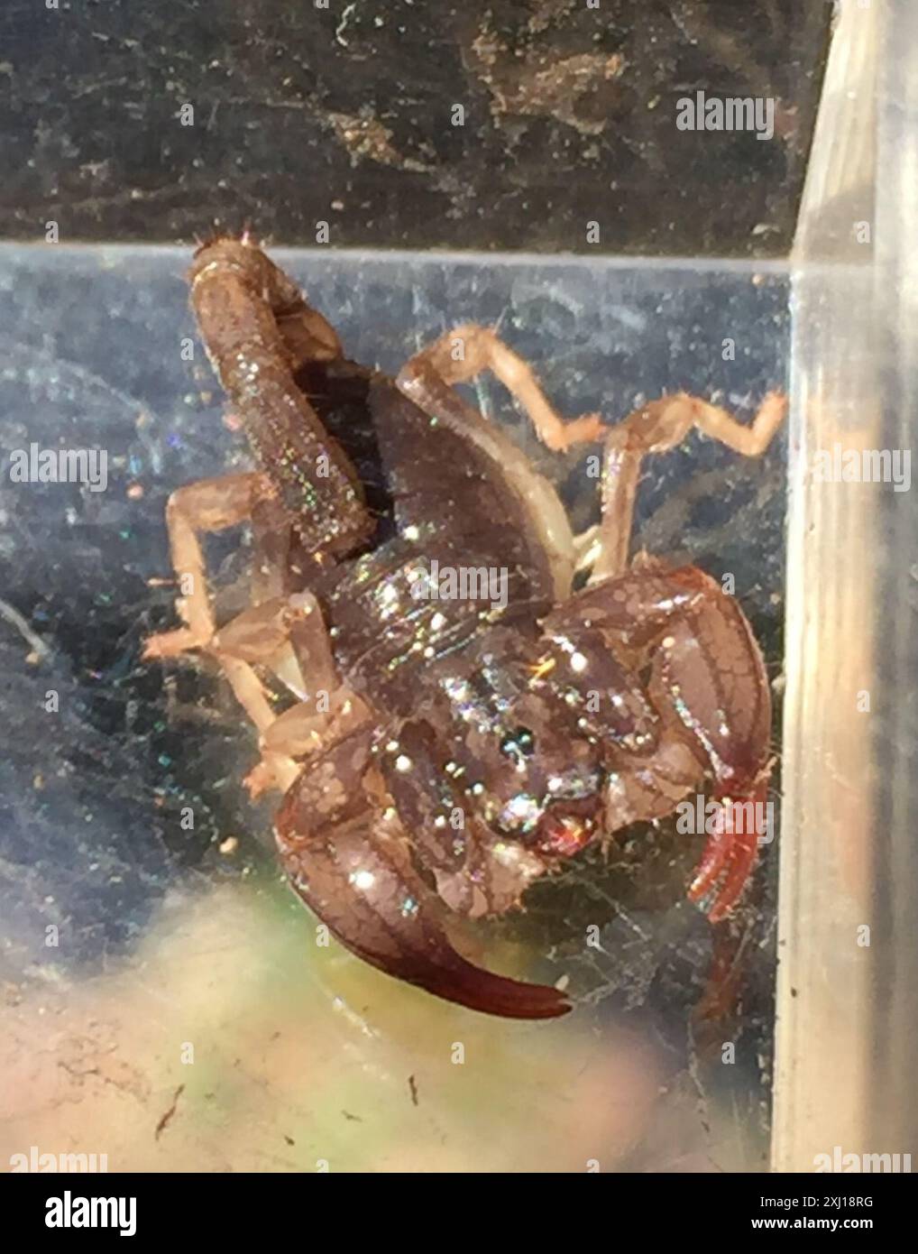 Uroctonus hi-res stock photography and images - Alamy