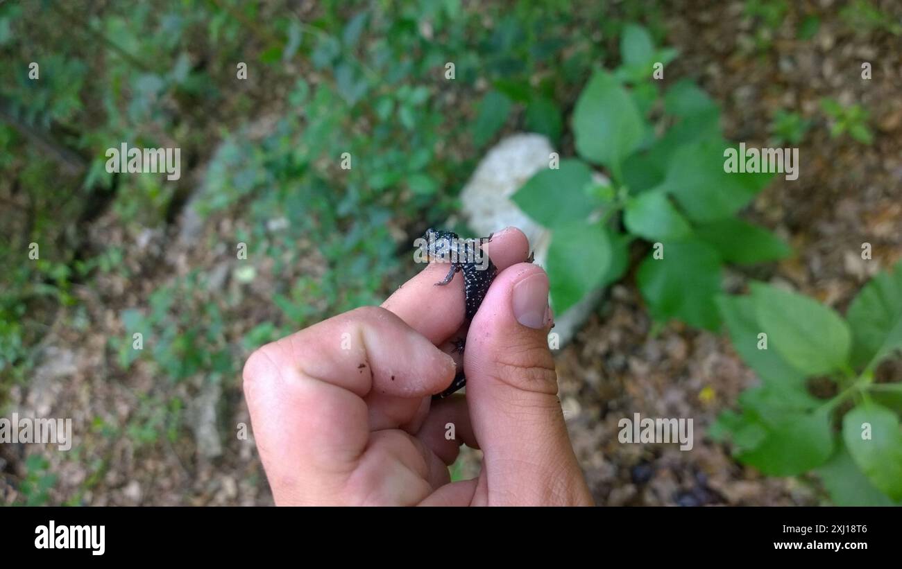 Western Slimy Salamander (Plethodon albagula) Amphibia Stock Photo - Alamy