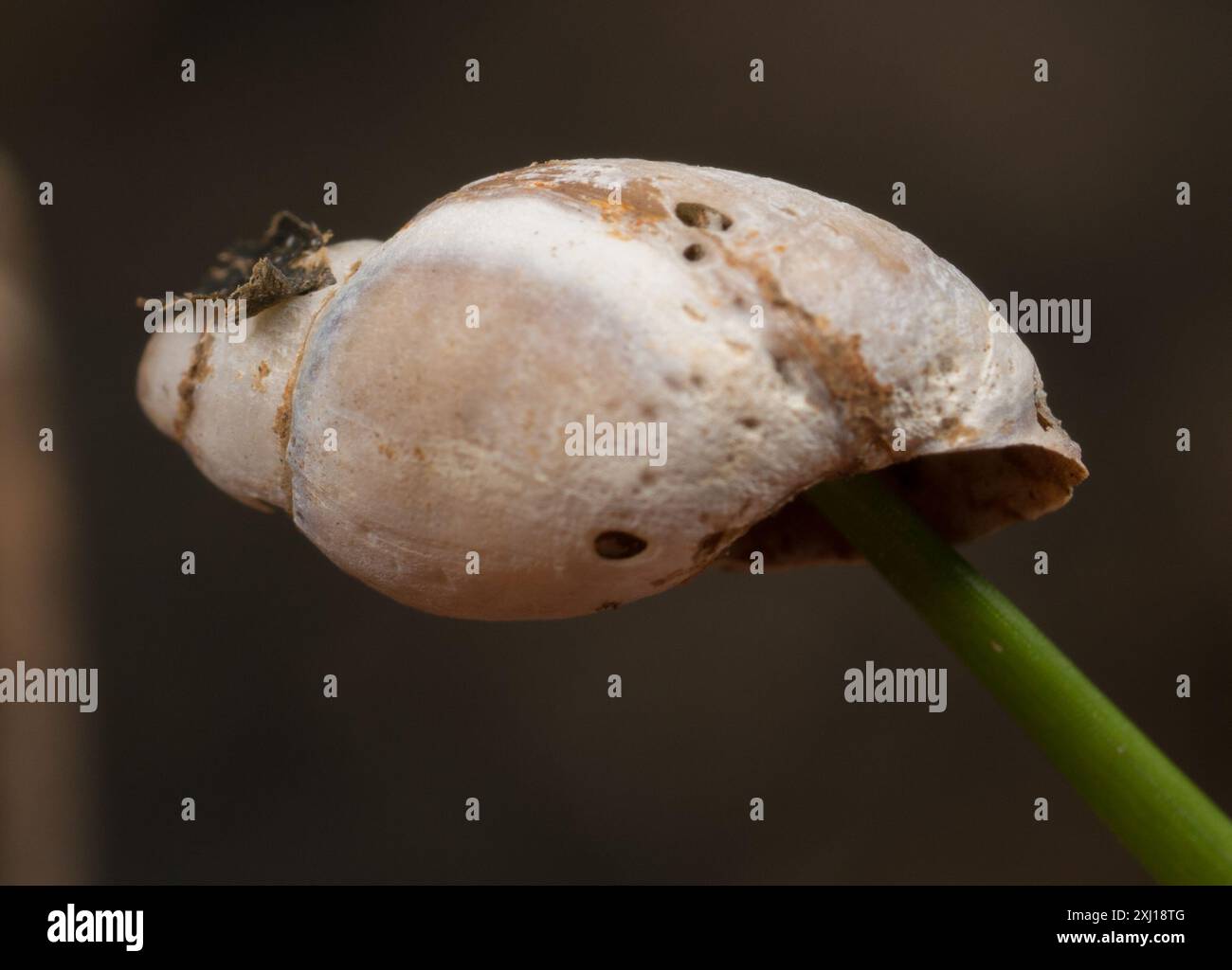 Bladder Snails (Physidae) Mollusca Stock Photo - Alamy