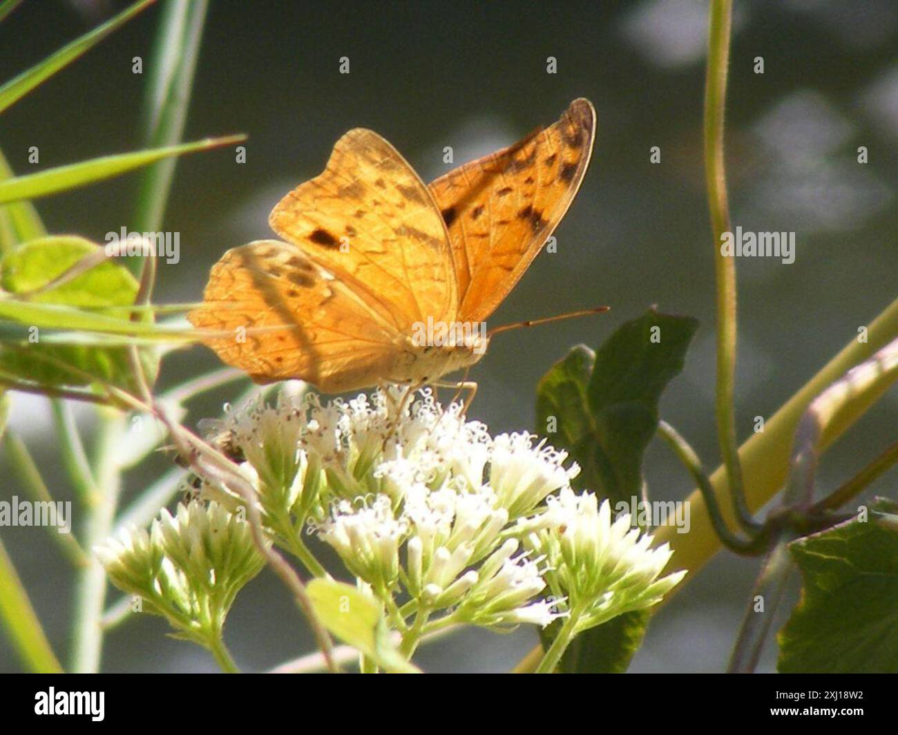 Eastern Blotched Leopard (Lachnoptera ayresii) Insecta Stock Photo - Alamy