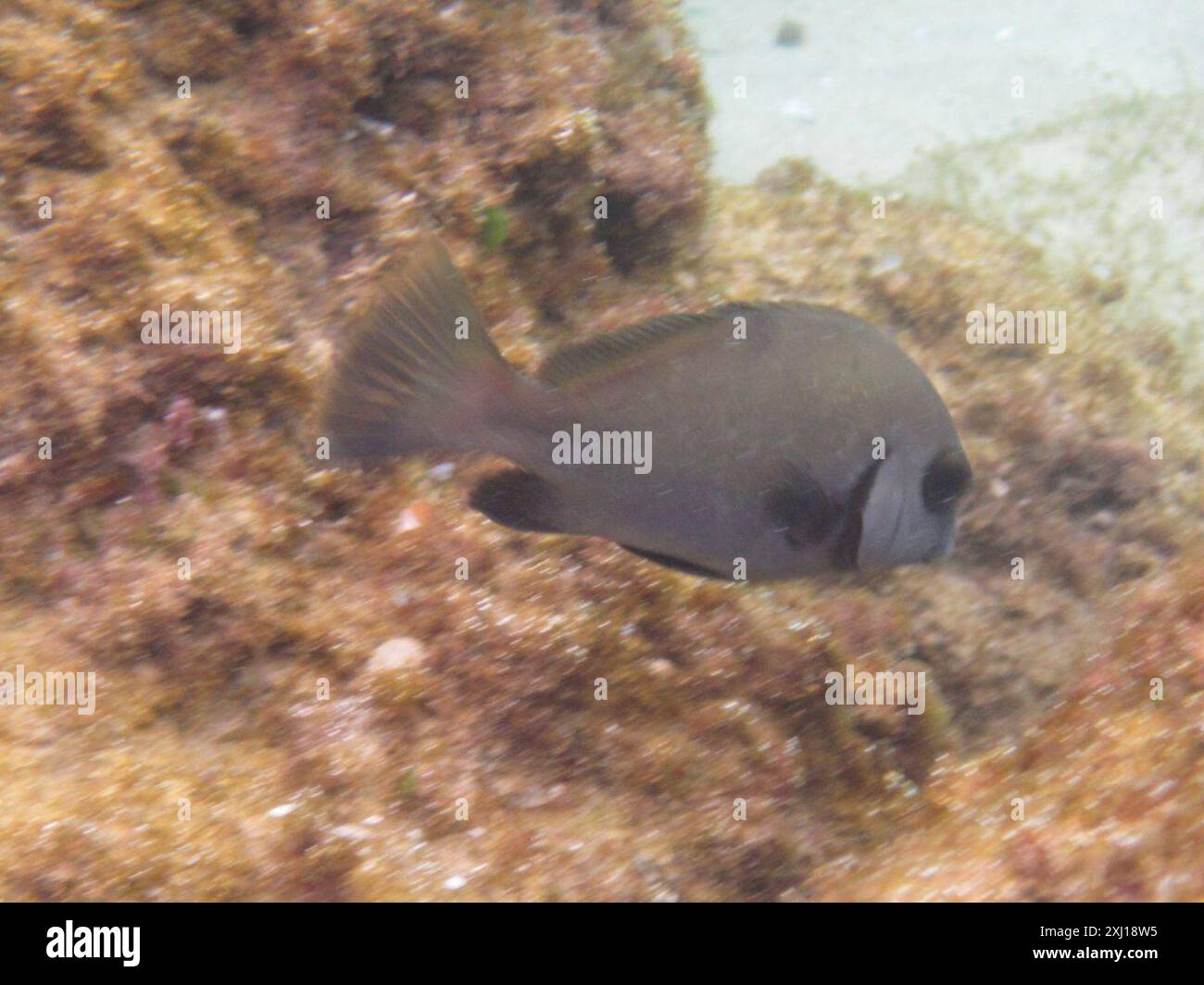 Sordid rubberlip (Plectorhinchus sordidus) Actinopterygii Stock Photo ...