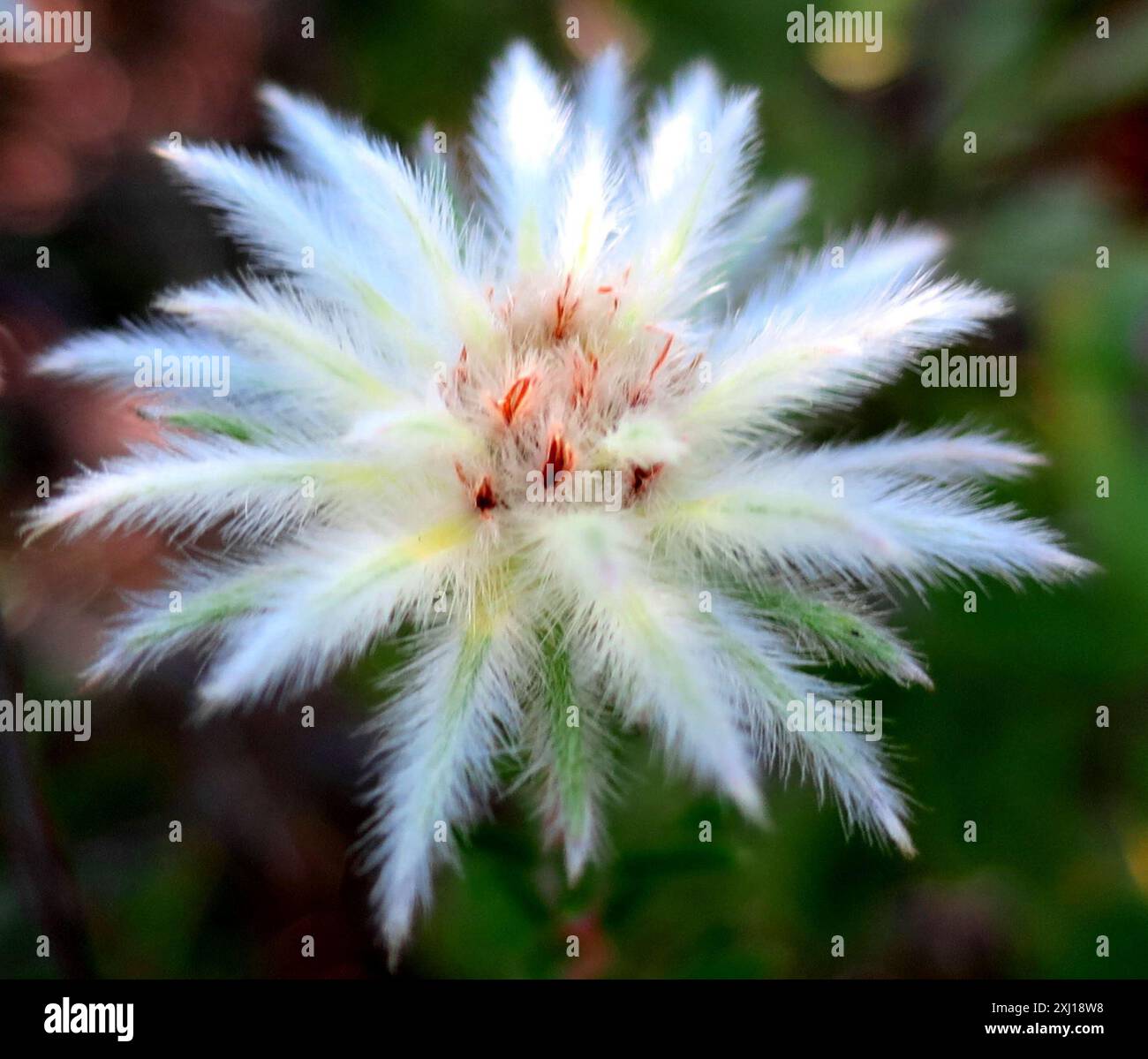 Phylica phylica pubescens hi-res stock photography and images - Alamy