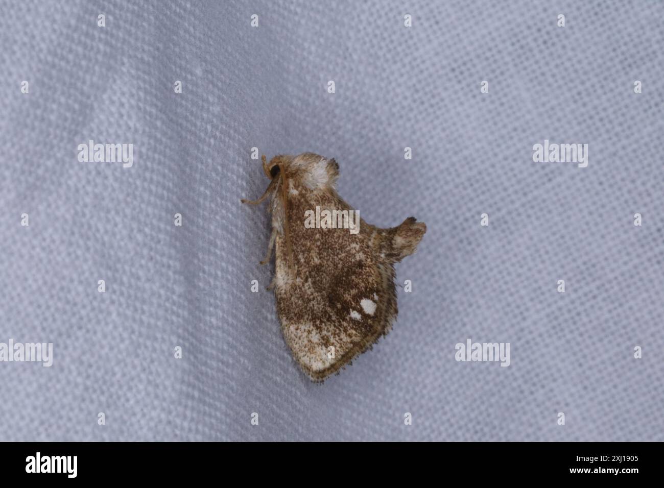 Jeweled Tailed Slug Moth (Packardia geminata) Insecta Stock Photo - Alamy